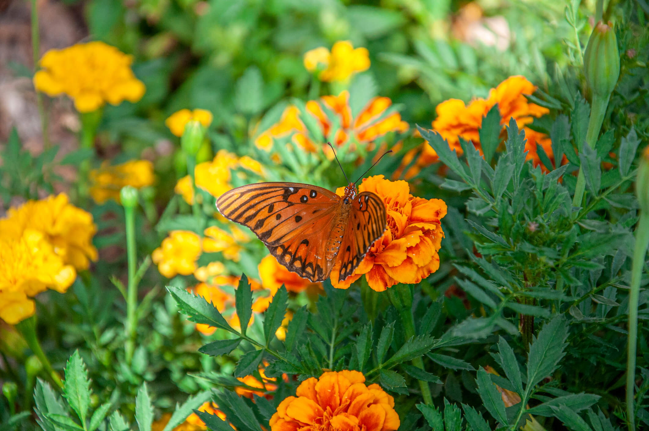 Ready For A Butterfly Garden ready-for-a-butterfly-garden